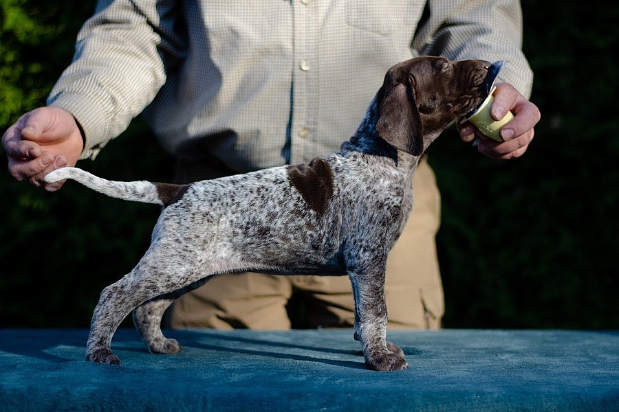 Německý krátkosrstý hař - Celá ČR, Prodám | ChovZvířat.cz