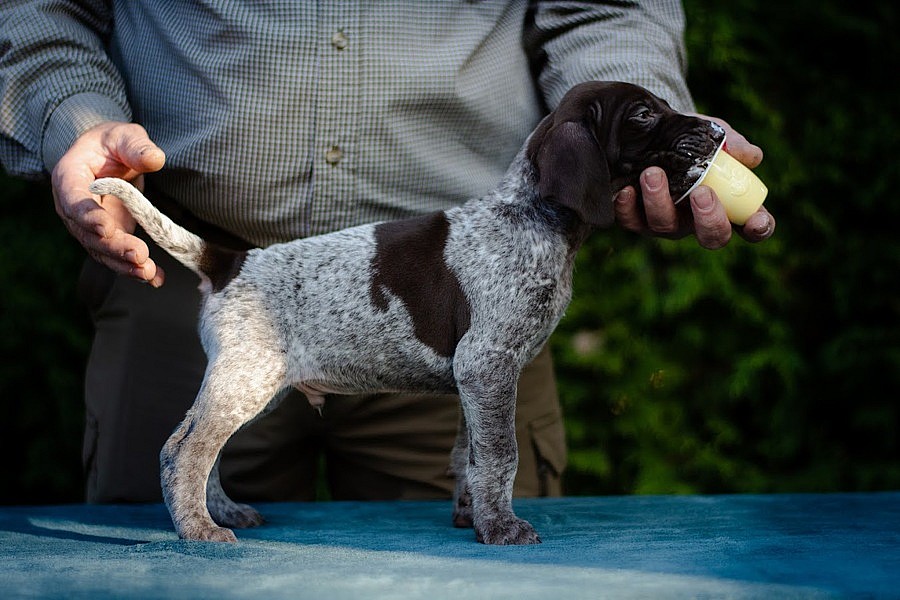 Německý krátkosrstý hař - Celá ČR, Prodám | ChovZvířat.cz