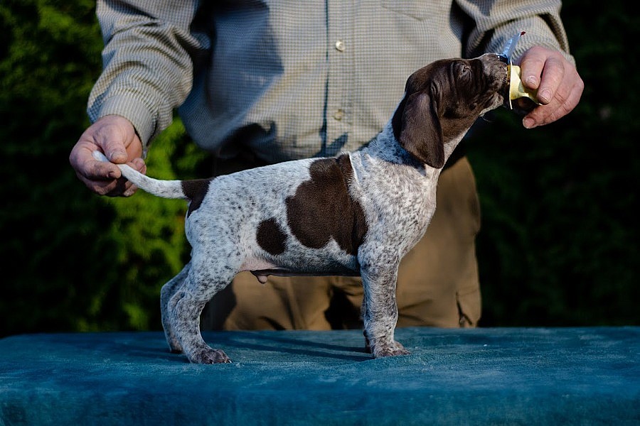 Německý krátkosrstý hař - Celá ČR, Prodám | ChovZvířat.cz