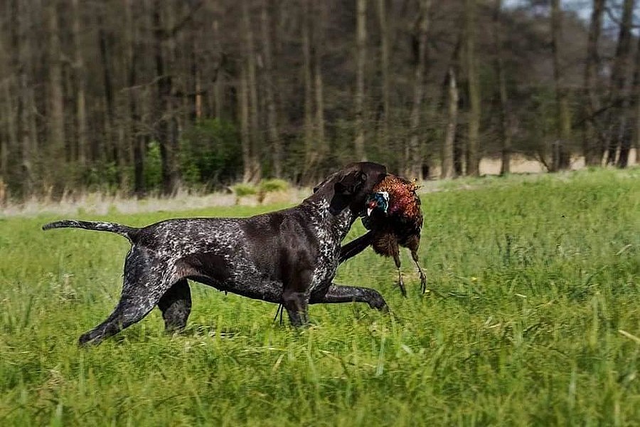 Německý krátkosrstý hař - Celá ČR, Prodám | ChovZvířat.cz