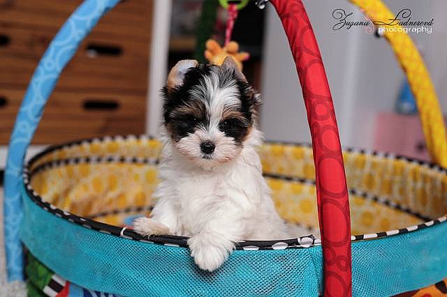 Barevní yorkšírkové s rodokmeny - Jaktař (část) (Opava), Prodám ...