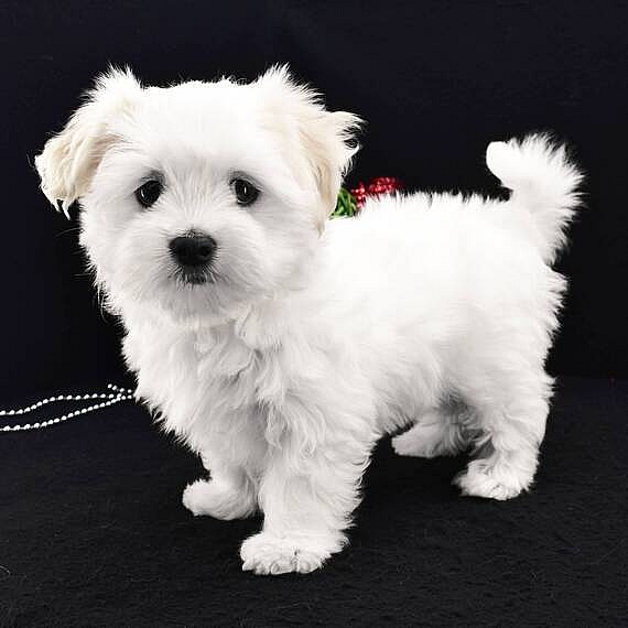 Maltézský psík bez PP - Louka u Litvínova (Most), Prodám | ChovZvířat.cz