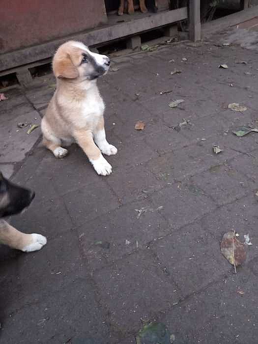 Prodám fenku - Celá ČR, Prodám | ChovZvířat.cz