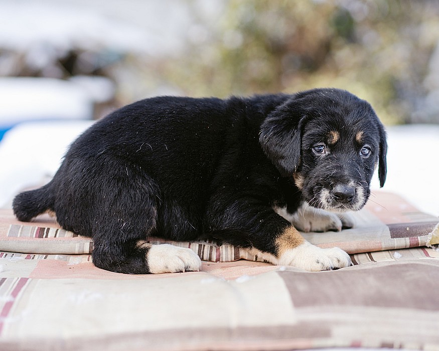 Středoasijský pastevecký pes cena k jednání - Staré Hutě (Pelhřimov ...