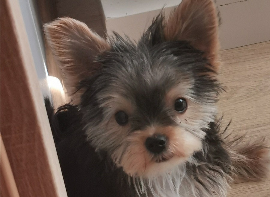 JOKSIR TERIÉR - Celá ČR, Prodám | ChovZvířat.cz