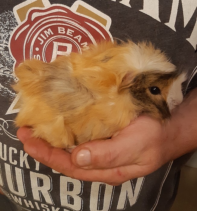 Morčata - Havřice (Uherské Hradiště), Prodám | ChovZvířat.cz