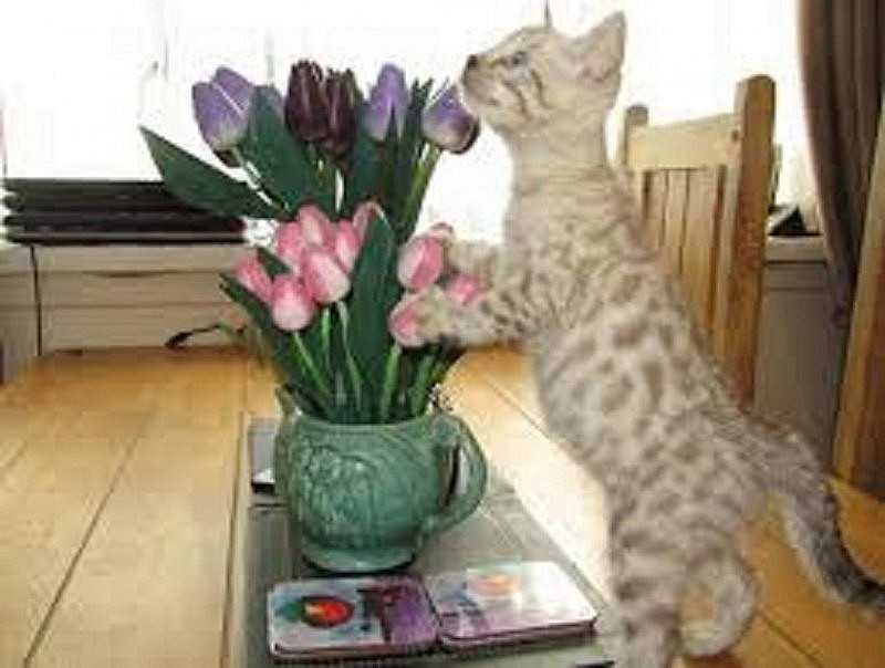 Bengálská kočka - Celá ČR, Prodám | ChovZvířat.cz