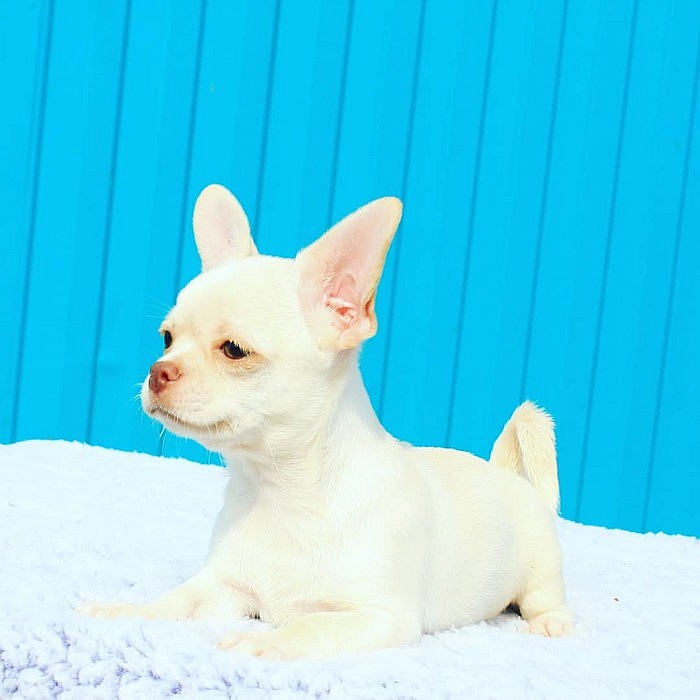 Civava - štěně - Celá ČR, Prodám | ChovZvířat.cz