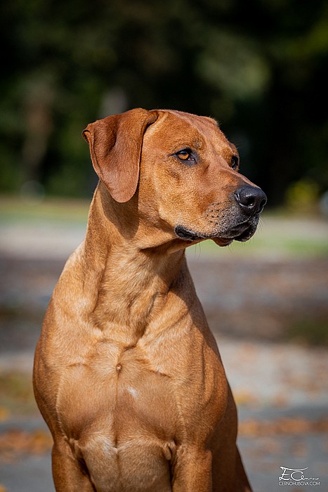 Nabídka krytí Rhodesky ridgeback - Celá ČR, Různé - ChovZvířat.cz