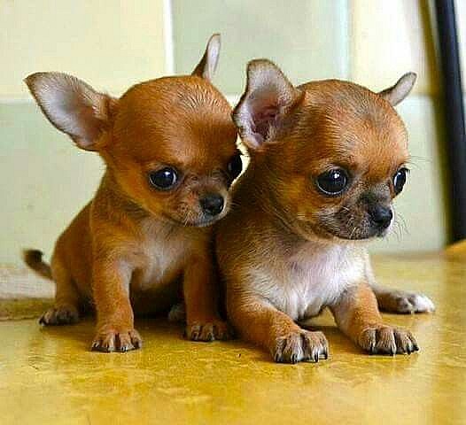 Civava - štěně - Celá ČR, Prodám | ChovZvířat.cz