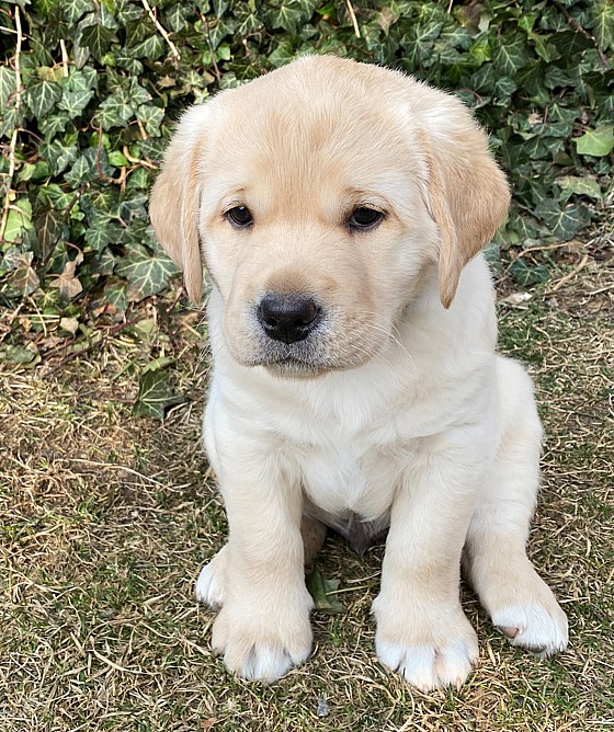 Labradorský retriever - Štítkov (Prachatice), Prodám - ChovZvířat.cz
