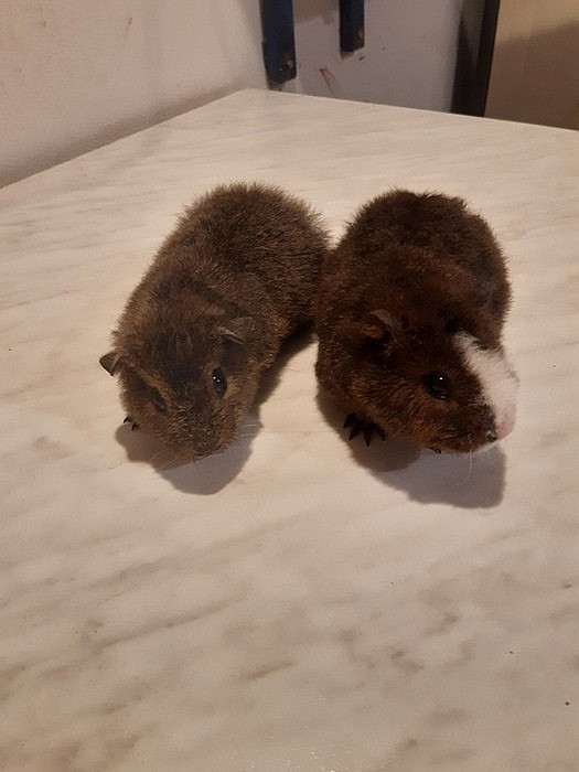 Morčata US Teddy - Havřice (Uherské Hradiště), Prodám | ChovZvířat.cz