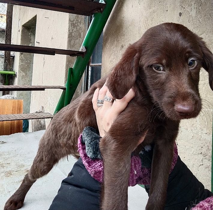 Pejsek - fenka - Horní Nětčice (Přerov), Různé | ChovZvířat.cz