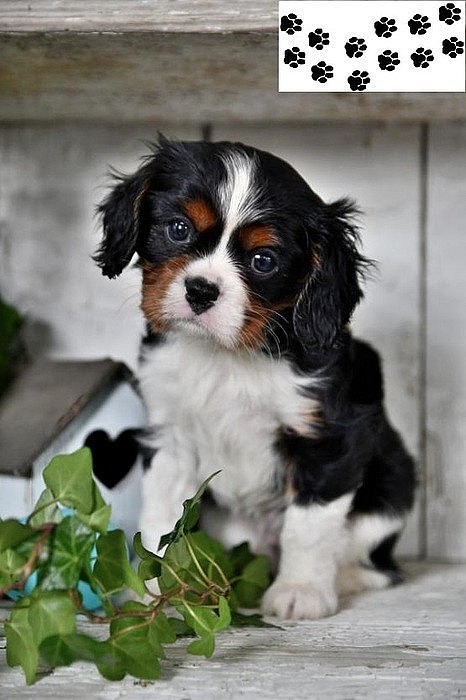 Kavalír King Charles španěl štěňata - Celá ČR, Prodám | ChovZvířat.cz