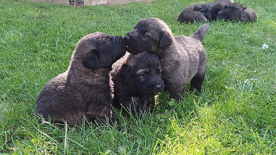 Šarplaninský pastevecký pes- štěňata - Ostrava-Poruba x) (Ostrava ...