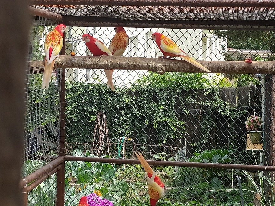 Rosela rubíno - Hudcov (Teplice), Prodám | ChovZvířat.cz