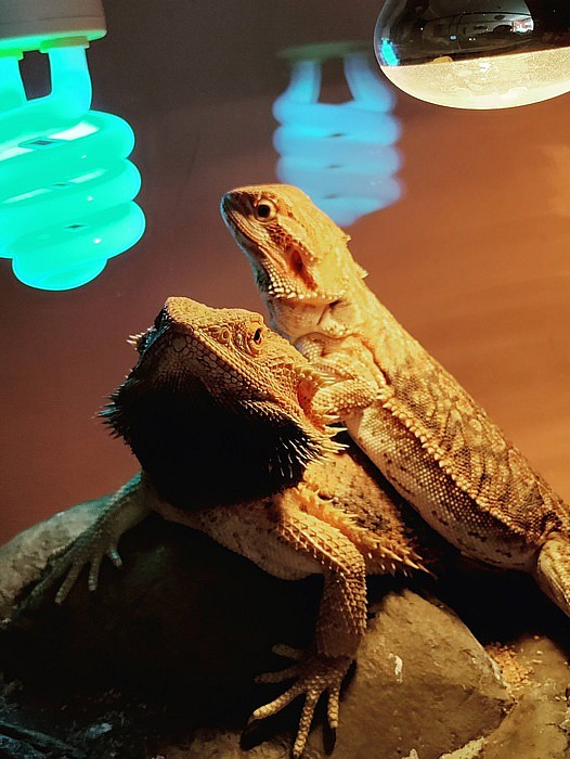 Agamy vousaté - Bezděčín (Mladá Boleslav), Prodám | ChovZvířat.cz