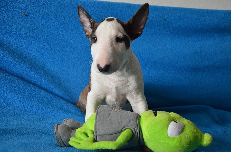 Anglický bulterier - Bolevec (část) (Plzeň - město), Prodám | ChovZvířat.cz