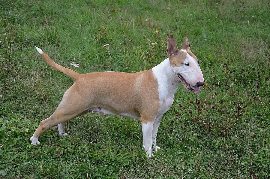 Anglický bulterier - Plzeň - město, Prodám - ChovZvířat.cz