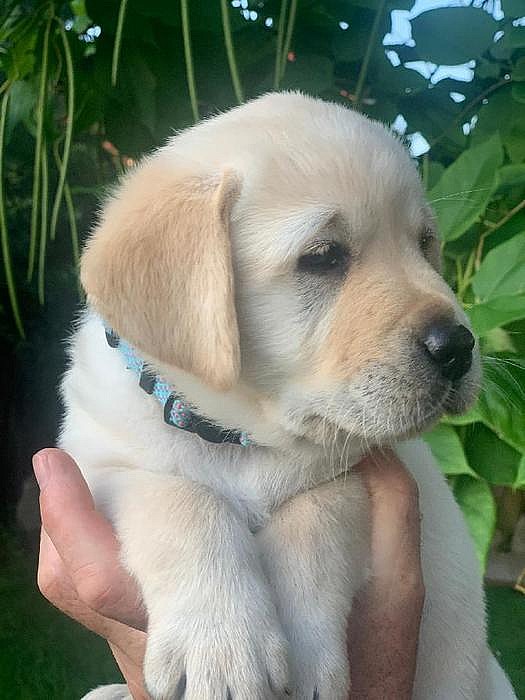 Štěně labradorského retrívra - Rohatec (Hodonín), Prodám | ChovZvířat.cz