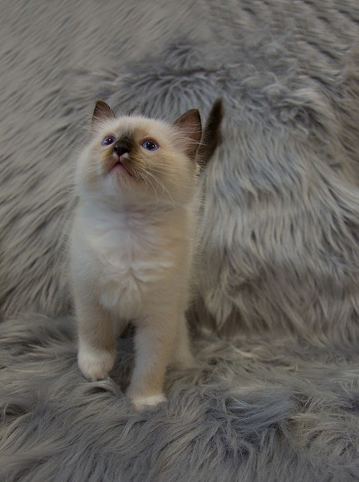 Ragdoll s PP - Chomutov (část) (Chomutov), Prodám | ChovZvířat.cz