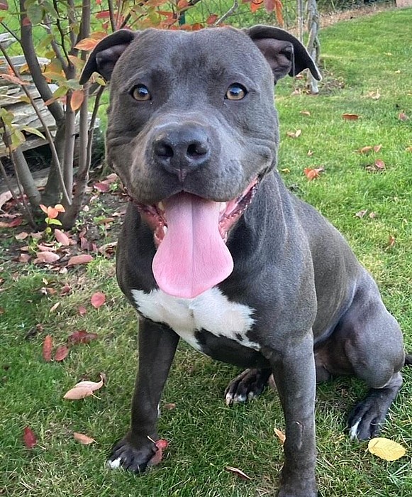 Americký stafford - Derflice (Znojmo), Prodám | ChovZvířat.cz