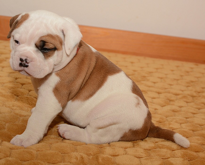 Kontinentální buldok, kontík, Continental bulldog - Karlštejn (Chrudim ...
