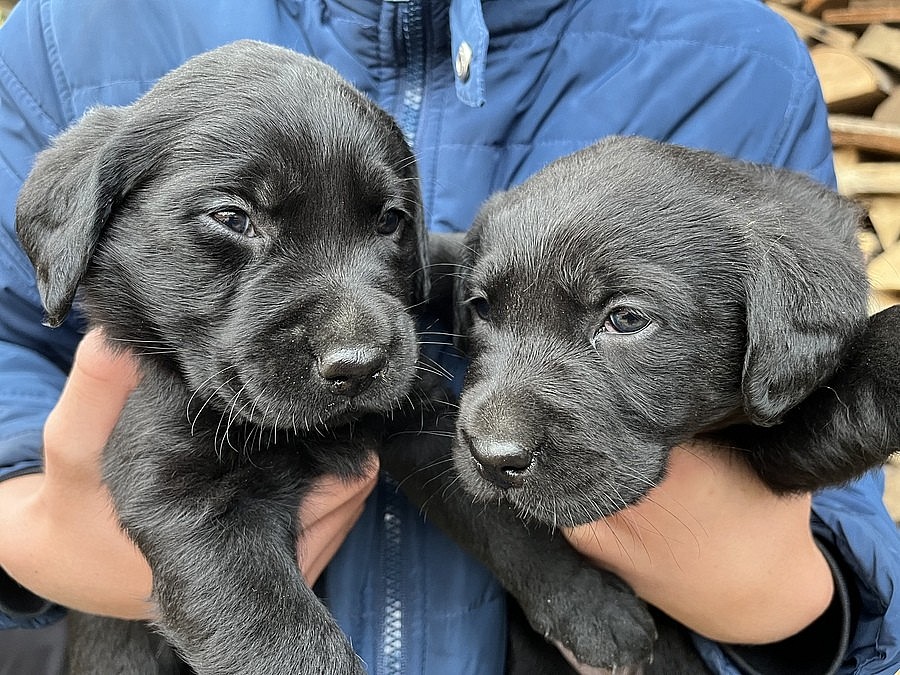 Prodám štěnata Labradora - Bříza (Cheb), Prodám - ChovZvířat.cz