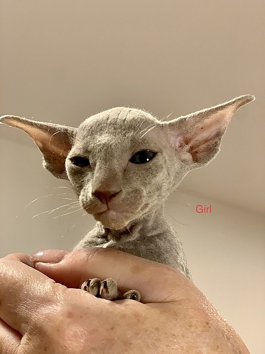 PETERBALD - Petěrburský sphynx - Lety (Písek), Prodám | ChovZvířat.cz