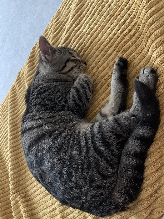 Daruji kote kočičku - Bolina (Benešov), Prodám | ChovZvířat.cz