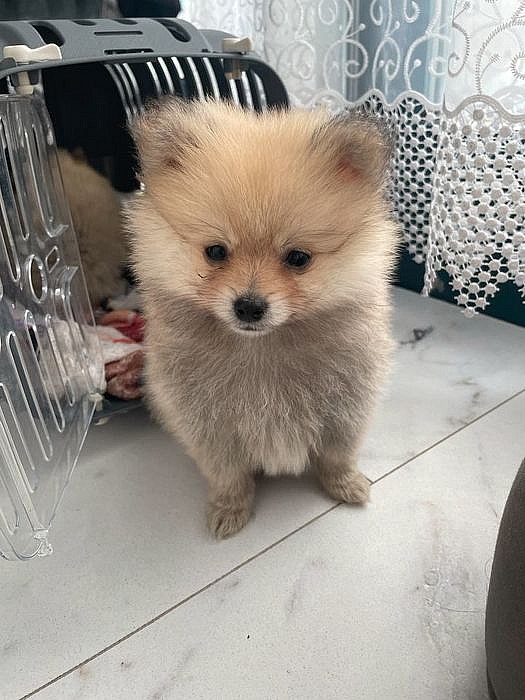 Pomeranian mini - Božtěšice (Ústí nad Labem), Prodám | ChovZvířat.cz