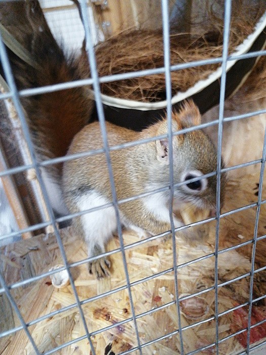 Veverka - Bíletín (Tachov), Prodám | ChovZvířat.cz