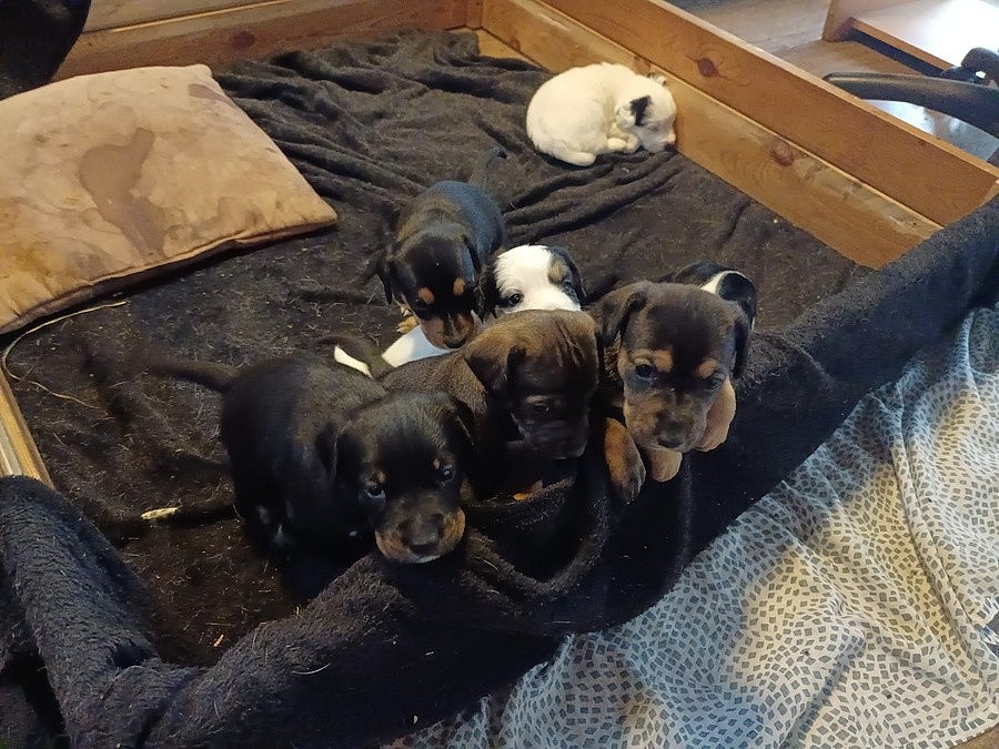 Stenata - Barchovice (Kolín), Prodám | ChovZvířat.cz