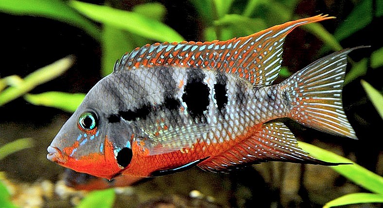 Kančík červenohrdlý - Thorichthys meeki - Celá ČR, Prodám | ChovZvířat.cz