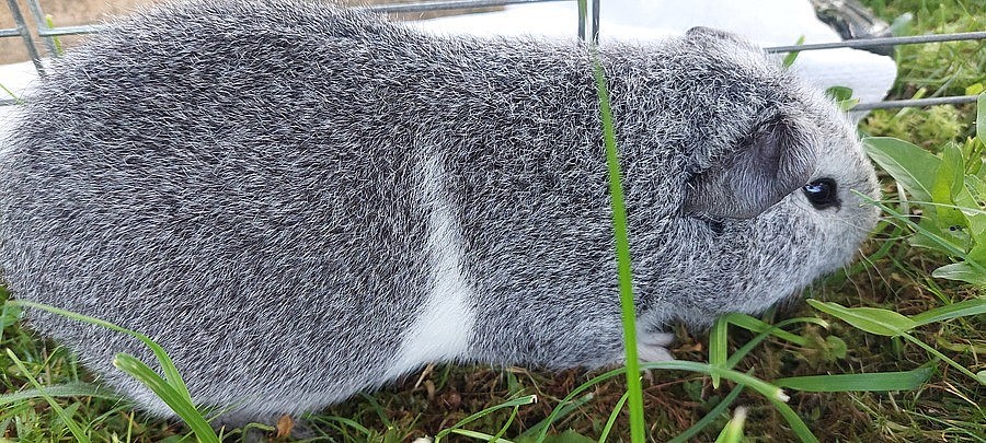 Cuy morce - Hřebeč (Svitavy), Prodám | ChovZvířat.cz