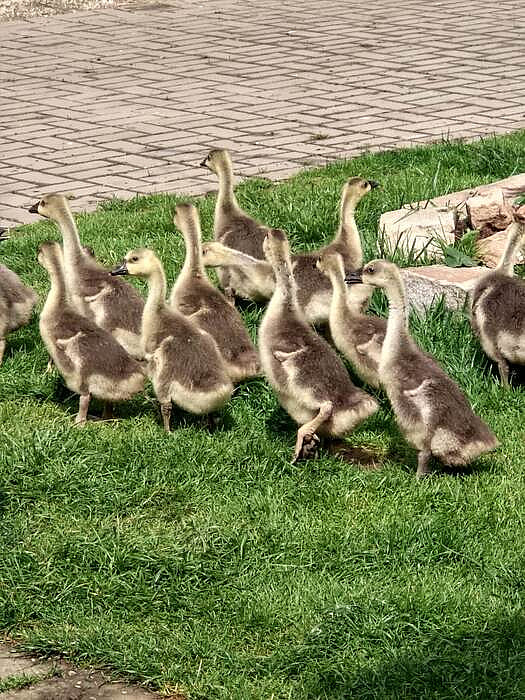Prodám - Špinov (Žďár nad Sázavou), Prodám | ChovZvířat.cz