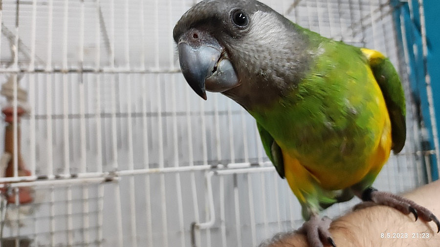 Papoušek senegalský - Celá ČR, Prodám | ChovZvířat.cz