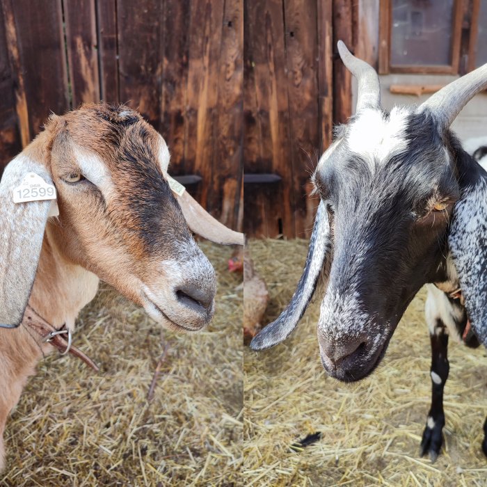 Podílové kozy - Křižínkov (Brno - venkov), Prodám | ChovZvířat.cz