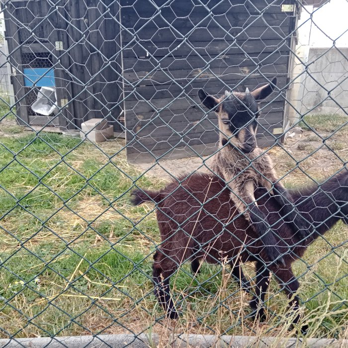 Koza kamerunská - Bohousová (Ústí nad Orlicí), Prodám | ChovZvířat.cz