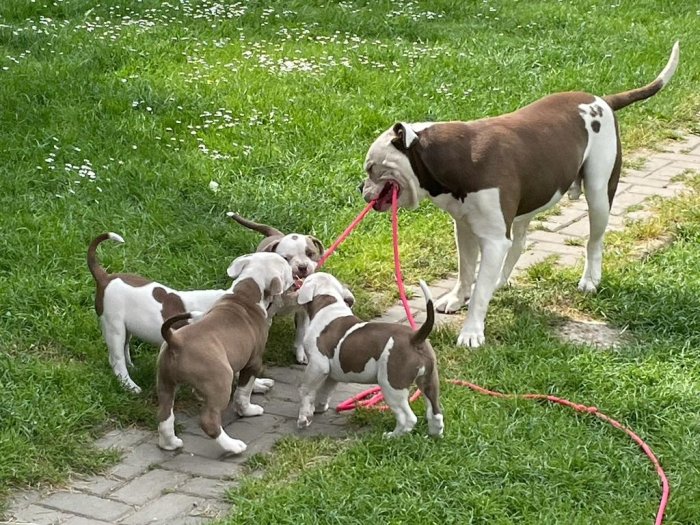 Americký buldok - Dvořisko (Opava), Prodám | ChovZvířat.cz