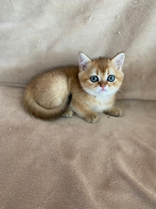 Britská koťátka golden shaded s PP - Celá ČR, Prodám - ChovZvířat.cz