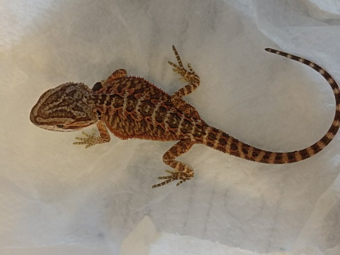 Prodam agamy - Antošovice (Ostrava - město), Prodám | ChovZvířat.cz