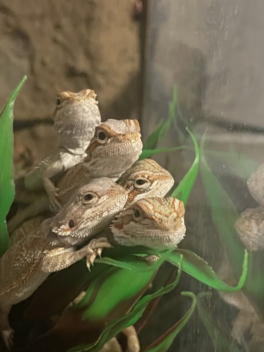 Mláďata Agamy vousate - Hlavní město Praha, Prodám - ChovZvířat.cz