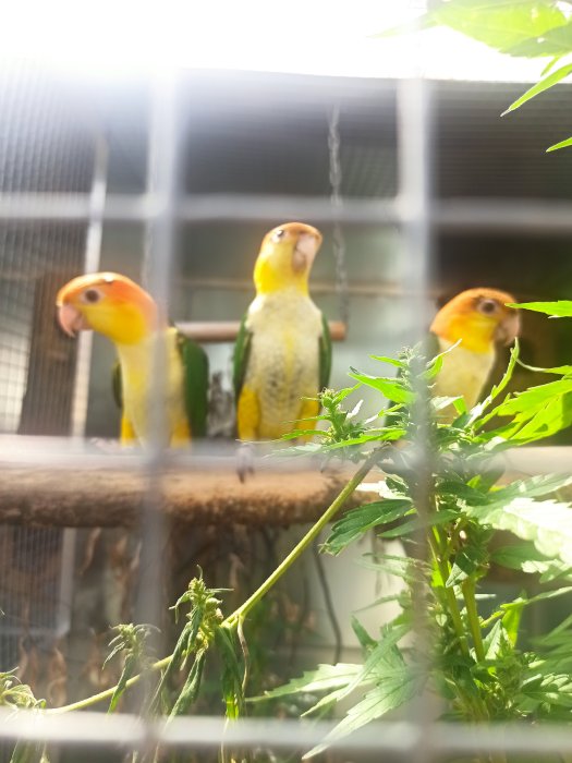 Prodám - Jarošov (Uherské Hradiště), Prodám | ChovZvířat.cz