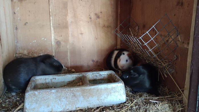 Morčata - Ostrožská Lhota (Uherské Hradiště), Prodám | ChovZvířat.cz