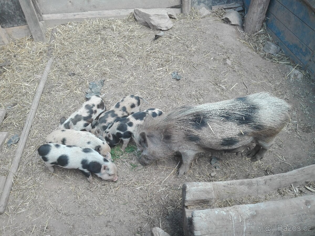 Selata kune kune - Hvozdno (České Budějovice), Prodám | ChovZvířat.cz