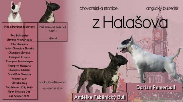 Anglický bulteriér - k rezervaci štěňátka s PP - Hronov (část) (Náchod ...