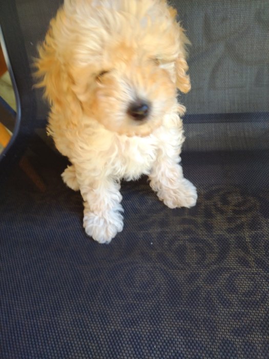 Pudlík Toy - Celá ČR, Prodám | ChovZvířat.cz