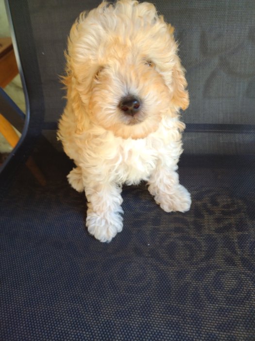 Pudlík Toy - Celá ČR, Prodám | ChovZvířat.cz