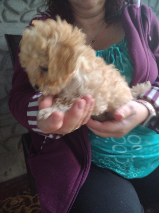 Pudlík Toy - Celá ČR, Prodám | ChovZvířat.cz